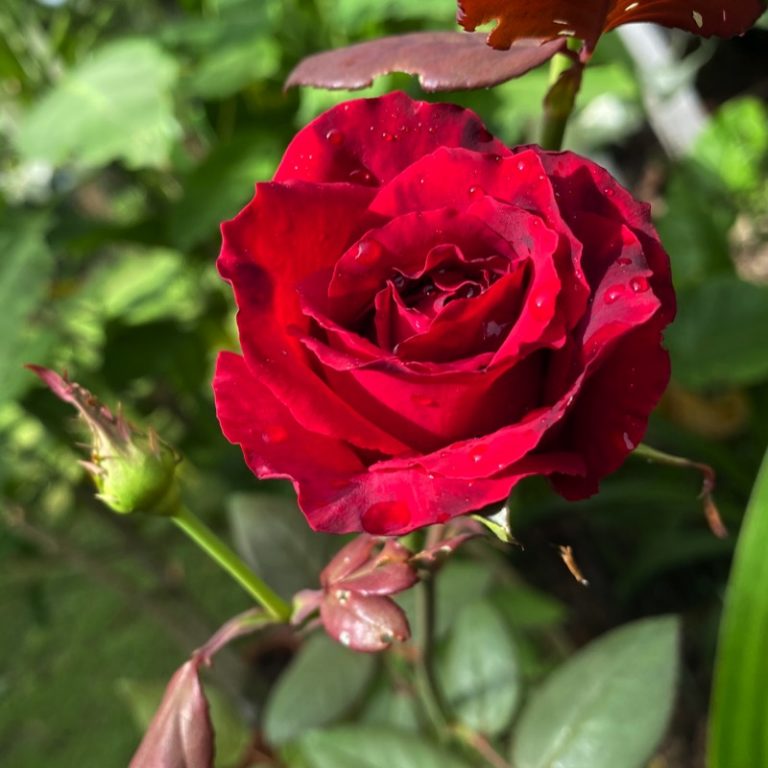 Integrity Candles | » Rose & Geranium Votive